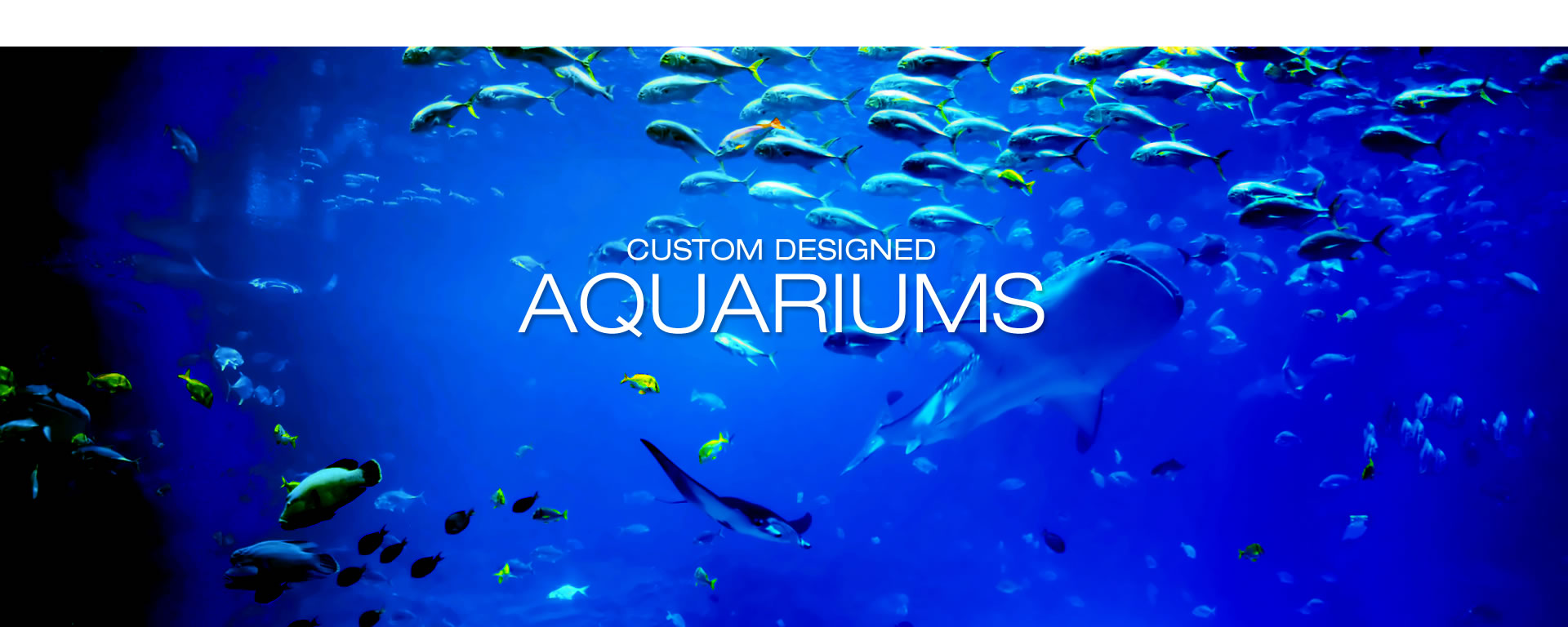 Aquarium Design International | Custom Acrylic Aquarium Design ...